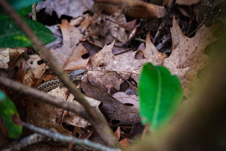 Things to See & Do at Tuscarora State Park | NEPA Parks & Lakes