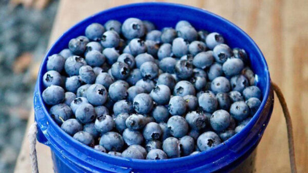 Stemmrich Blueberry Farm | Nescopeck | DiscoverNEPA