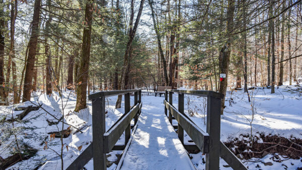 Austin T. Blakeslee Natural Area | Blakeslee | DiscoverNEPA