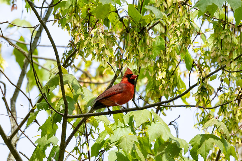 Picture This: Birding at the Forest Echo Bird Sanctuary | NEPA Parks & Lakes