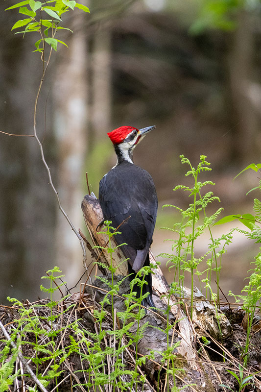 Picture This: Birding at the Forest Echo Bird Sanctuary | NEPA Parks ...