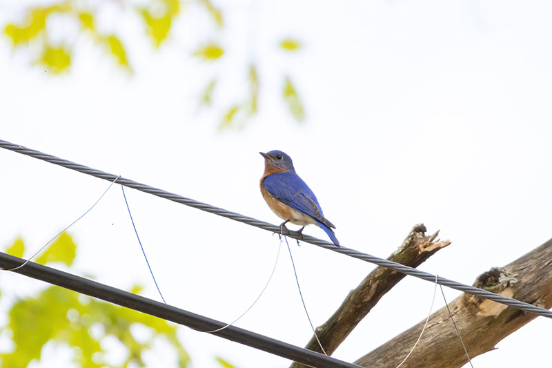 Picture This: Birding at the Forest Echo Bird Sanctuary | NEPA Parks ...