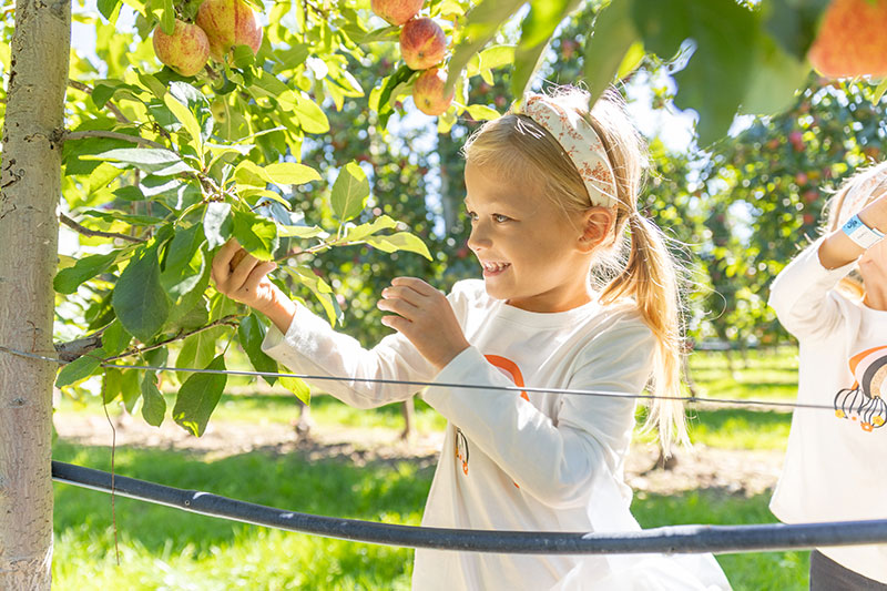 Picture This: Apple Harvest Festival at Lakeland Orchard & Cidery ...
