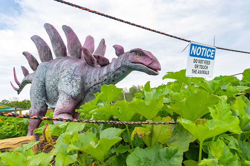 Picture This: Jurassic Farm Dino Fest at Roba Family Farms | NEPA Fairs ...