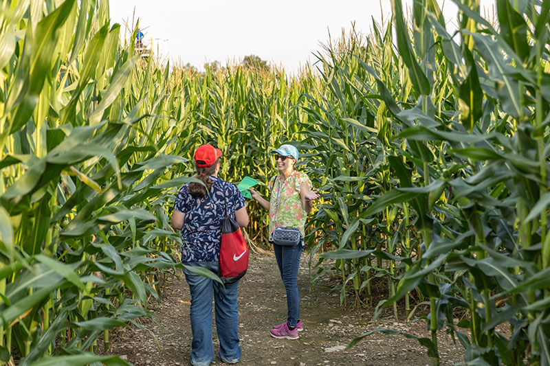 Picture This: Jurassic Farm Dino Fest at Roba Family Farms | NEPA Fairs ...