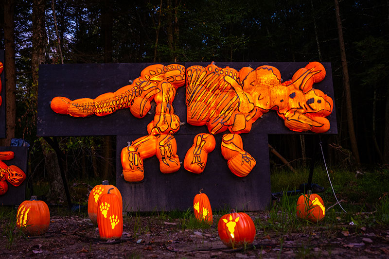 Picture This: Glowing Pumpkin Trail at Roba Family Farms | NEPA Family Fun
