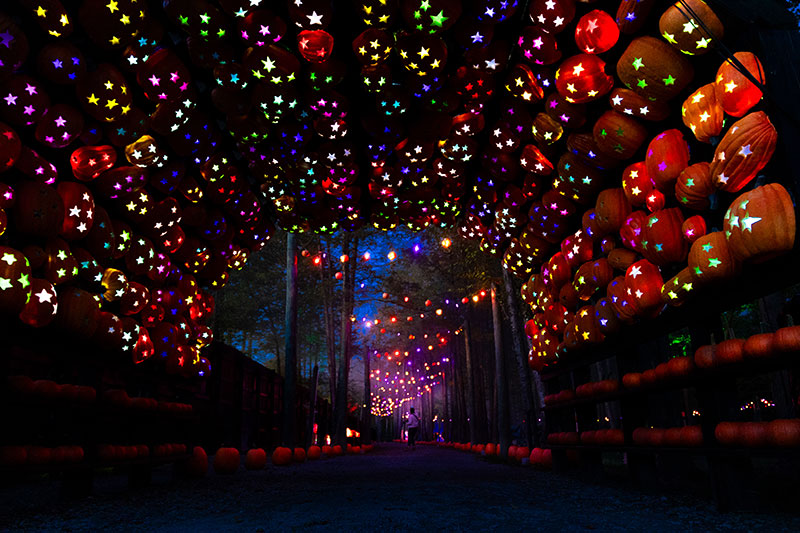 Picture This: Glowing Pumpkin Trail at Roba Family Farms | NEPA Family Fun