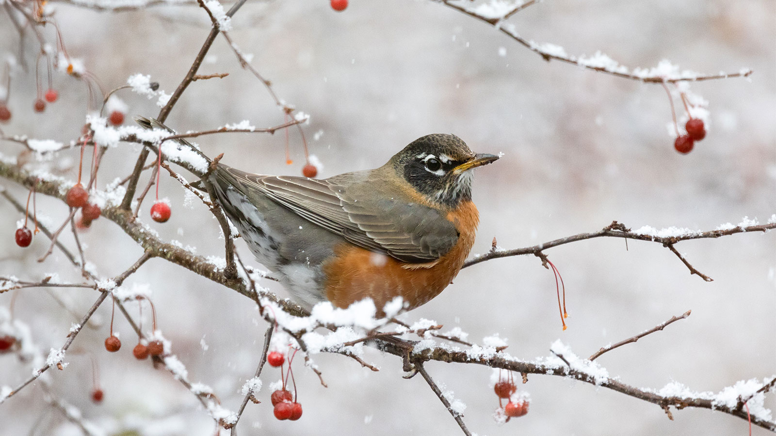 Join the Great Backyard Bird Count | NEPA Community