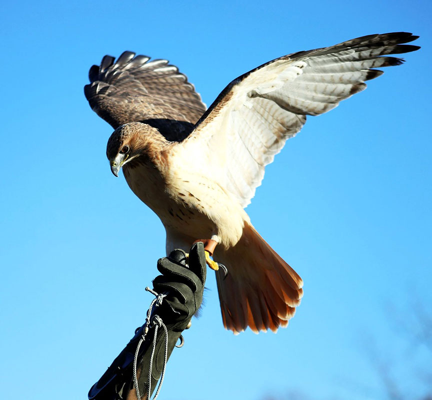 Masters Of The Skies | Pike County, PA | NEPA Outfitters & Guide Services
