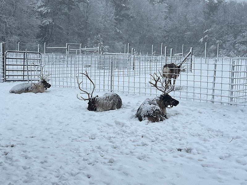 Spruce Ridge Reindeer | Albrightsville, PA | NEPA Family Fun